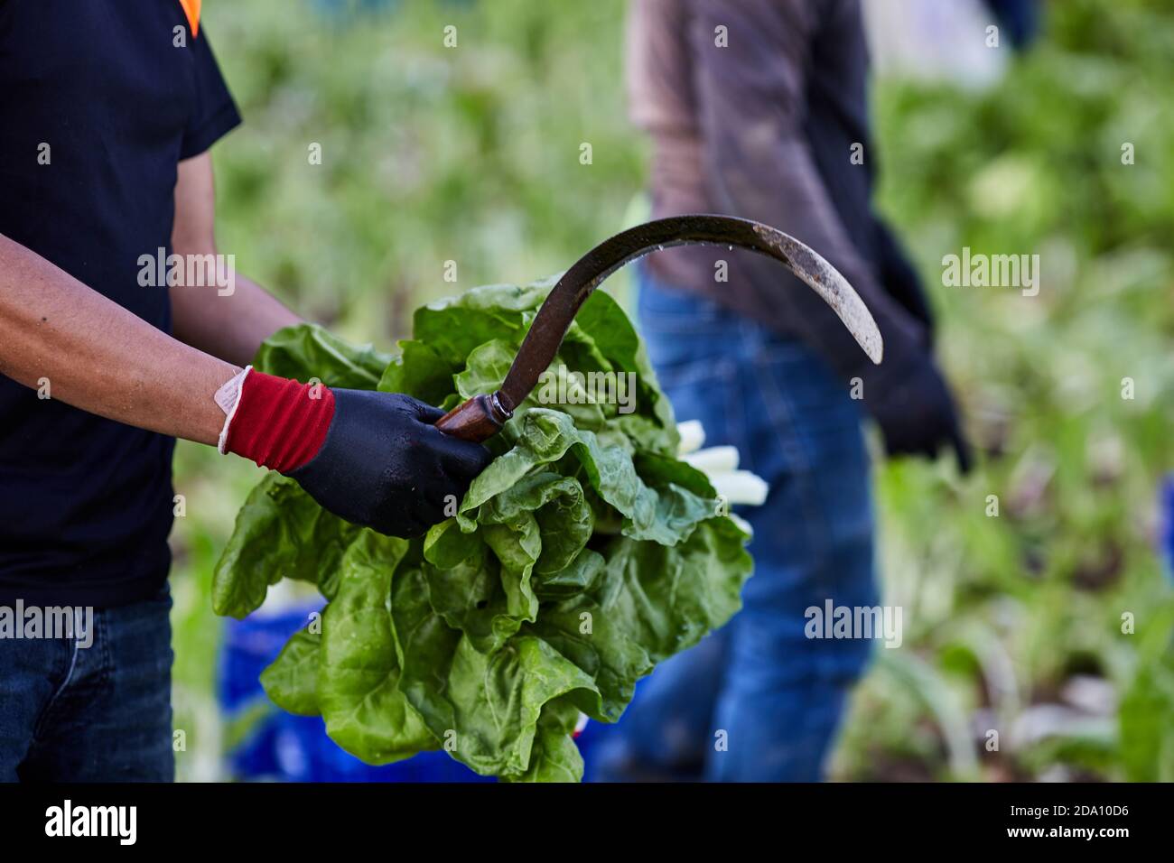 Side view of unrecognizable male farmer standing with bunch of fresh ...