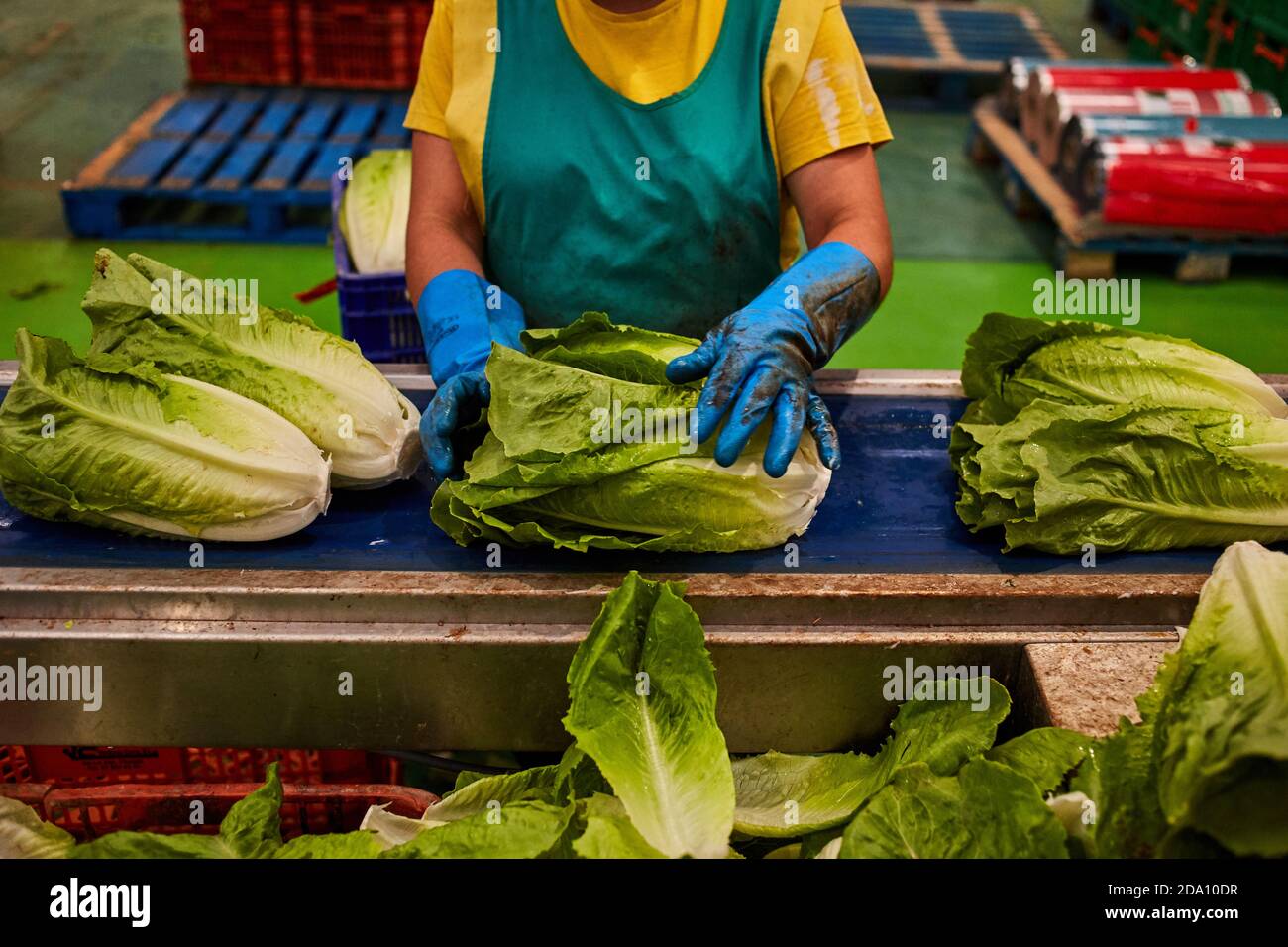 Side view of crop unrecognizable female cutting stumps of lettuce while ...