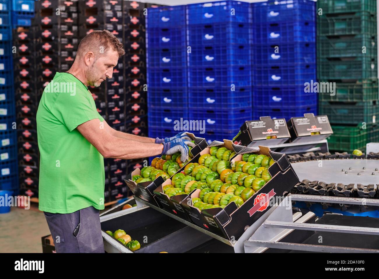 Side view of male worker packing green tomatoes in carton boxes while ...