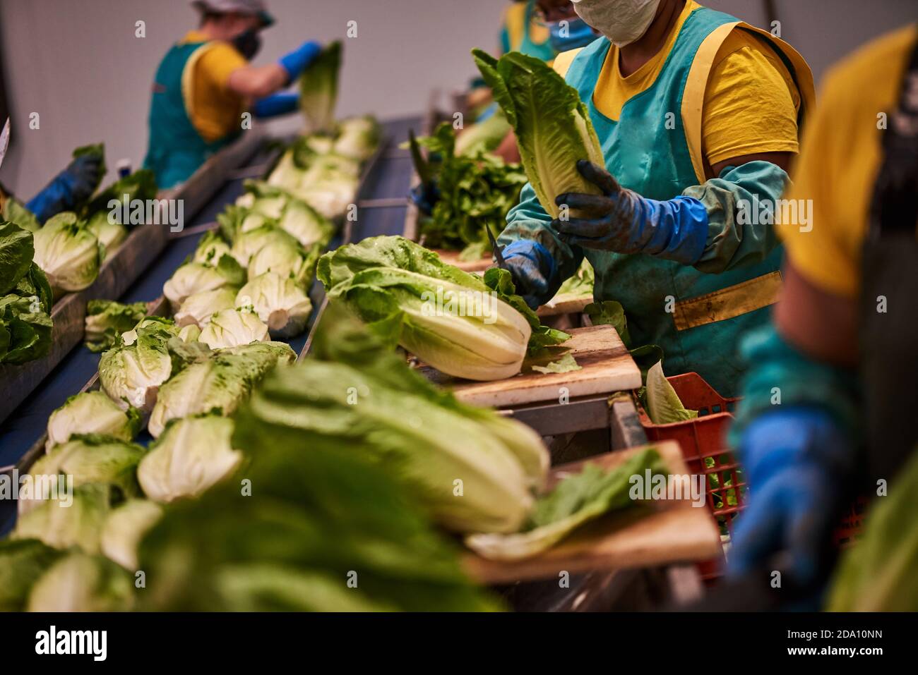 Unrecognizable people in uniform standing at sorting belt and working ...