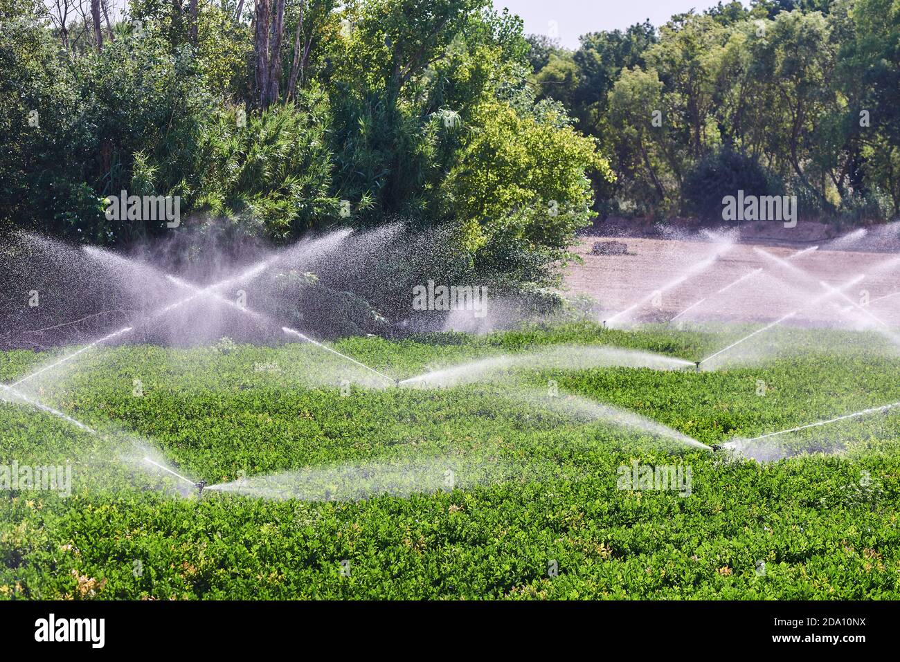 Modern irrigation system with sprinklers watering ripe lettuce growing ...