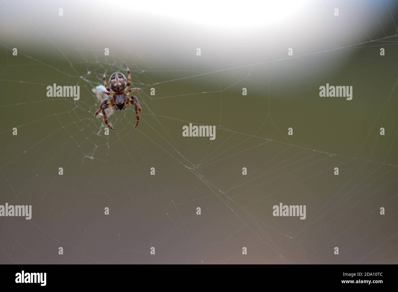 Closeup of a spider knitting a spider web Stock Photo - Alamy