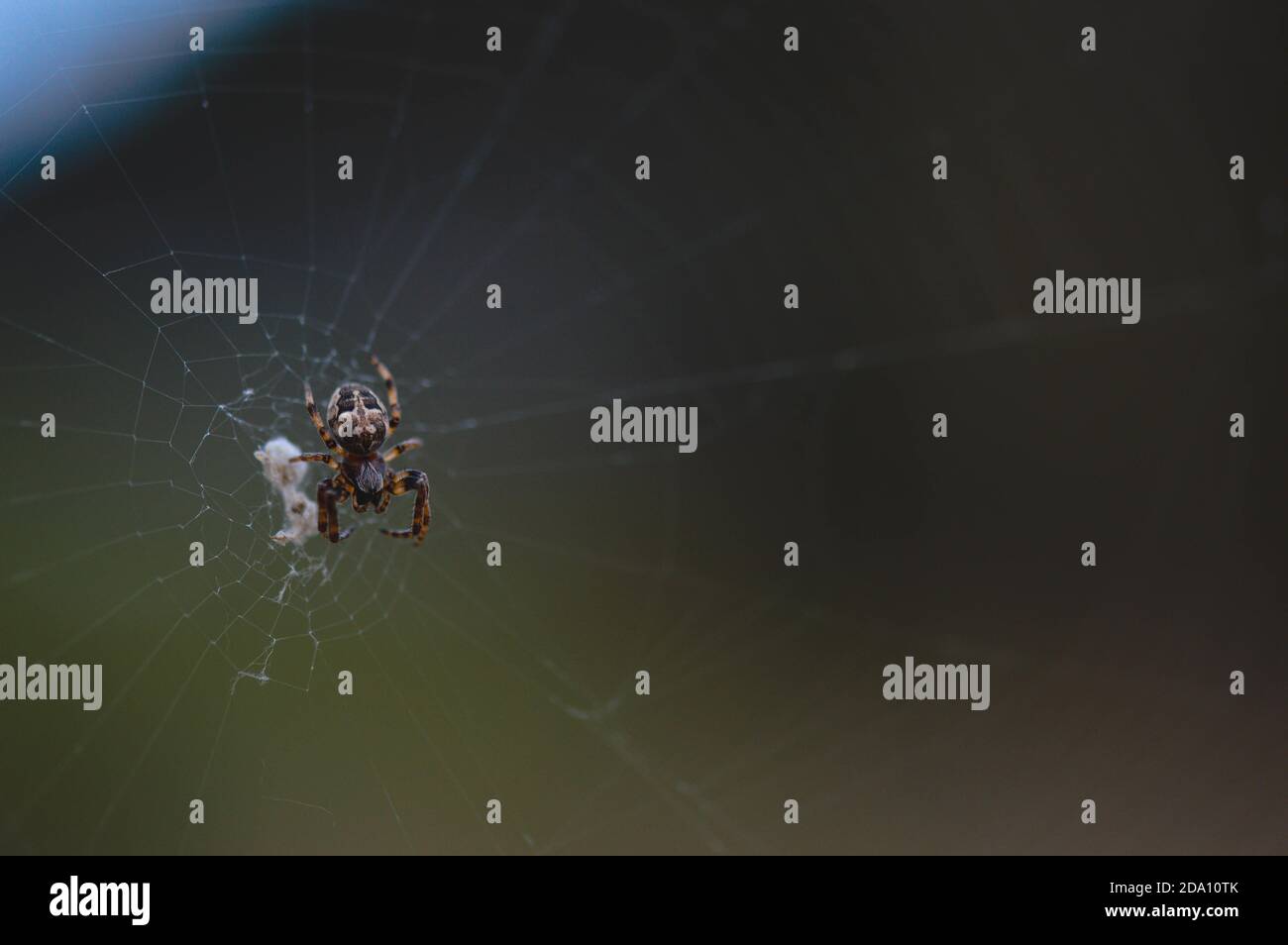 Closeup of a spider knitting a spider web Stock Photo - Alamy