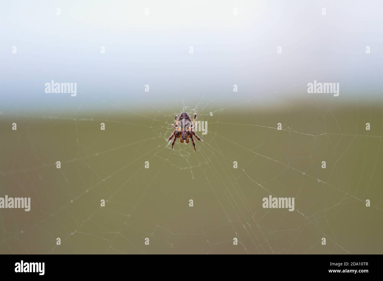 Closeup of a spider knitting a spider web Stock Photo - Alamy