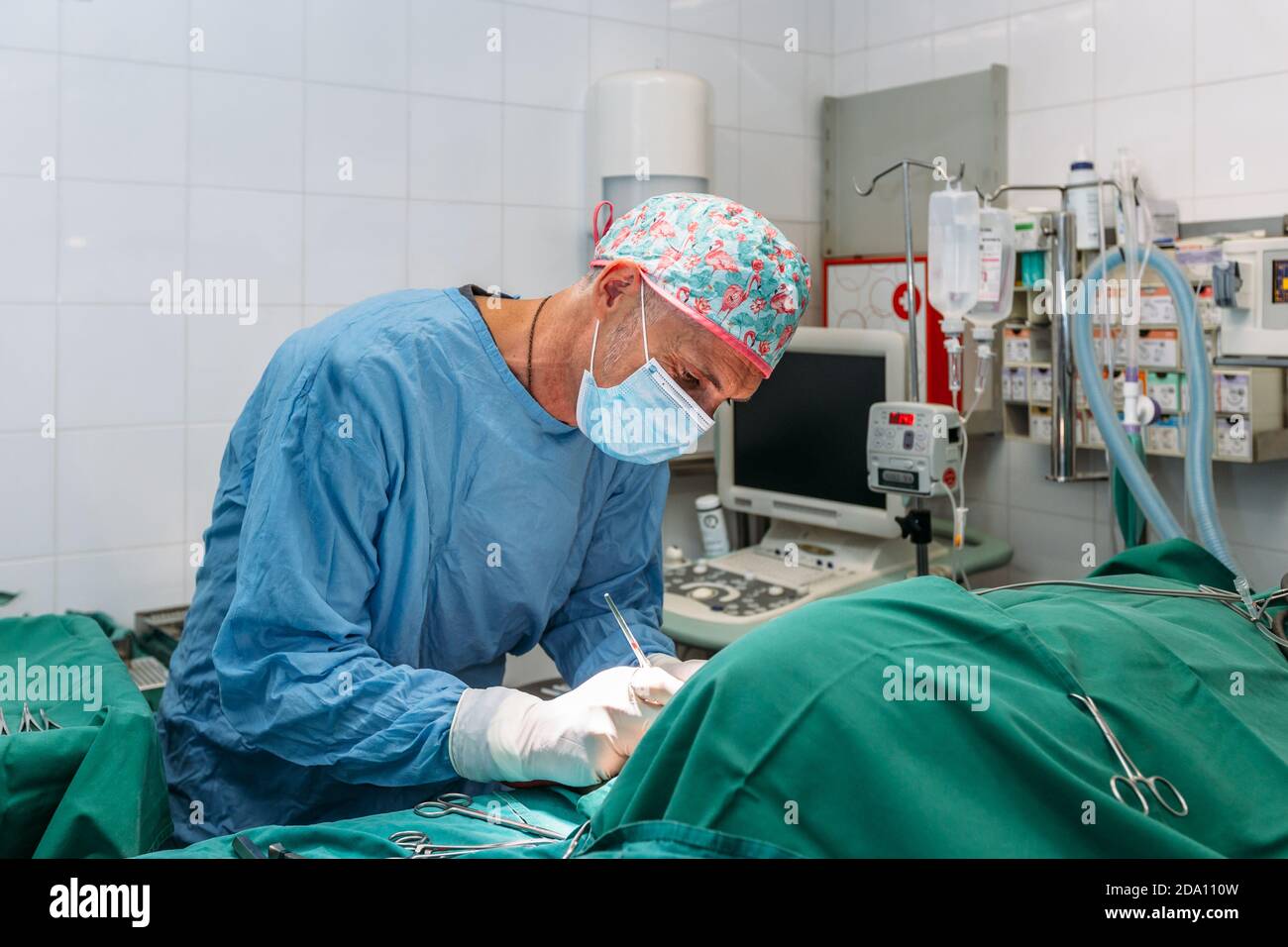 Veterinary surgeon performing a surgical procedure on a dog Stock Photo ...