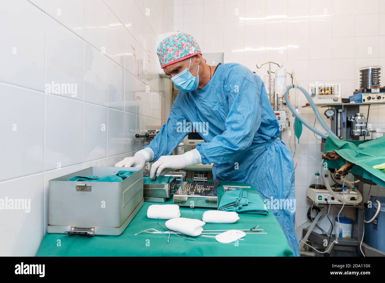 Veterinarian surgeon preparing tools for surgery before operation on a ...