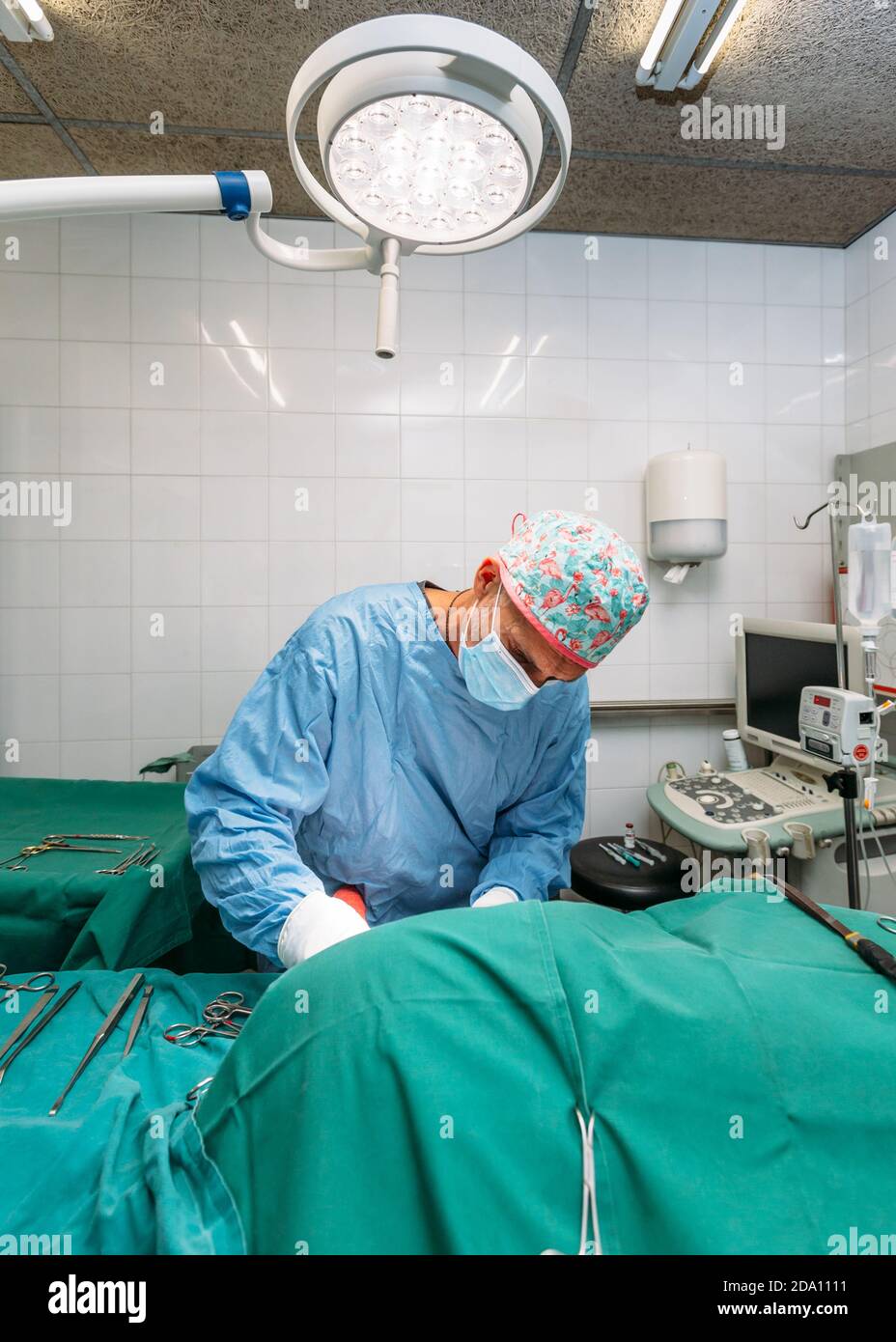 Veterinary surgeon performing a surgical procedure on a dog Stock Photo ...