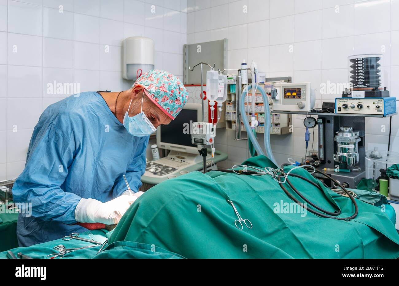 Veterinary surgeon performing a surgical procedure on a dog Stock Photo ...