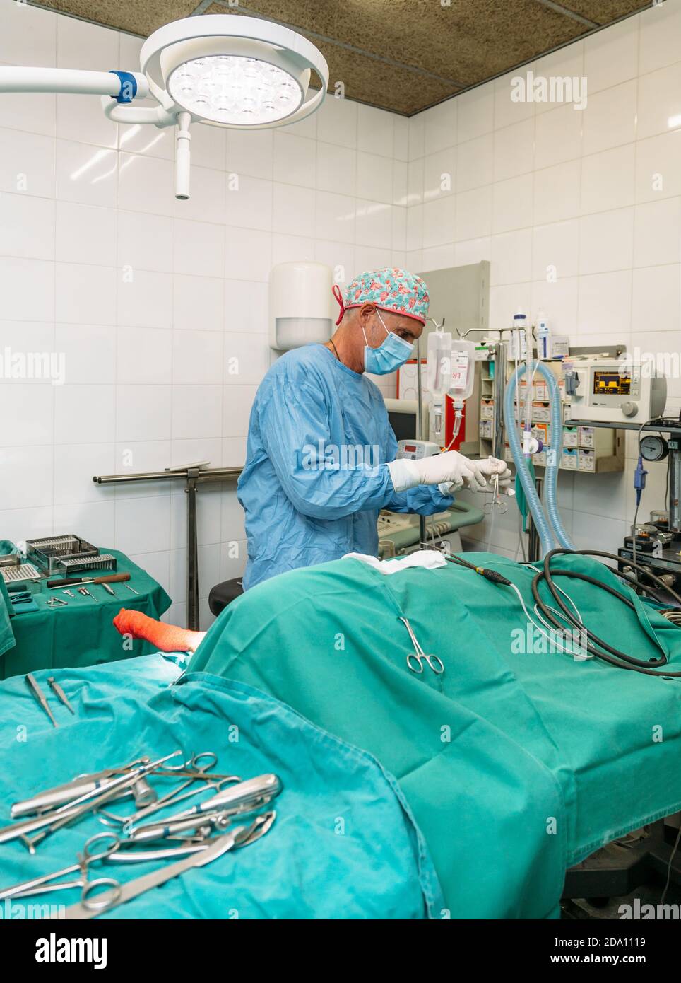 Veterinary surgeon performing a surgical procedure on a dog Stock Photo ...