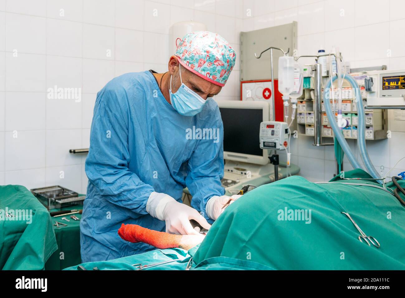 Veterinary surgeon performing a surgical procedure on a dog Stock Photo ...