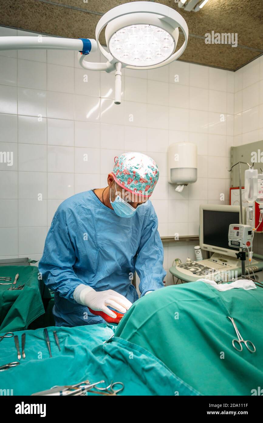 Veterinary surgeon performing a surgical procedure on a dog Stock Photo ...
