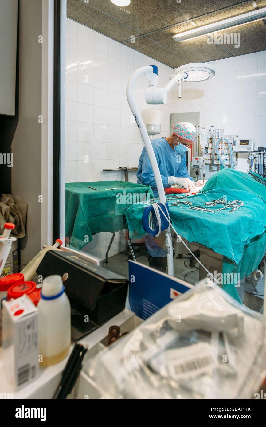 Veterinary surgeon performing a surgical procedure on a dog Stock Photo ...