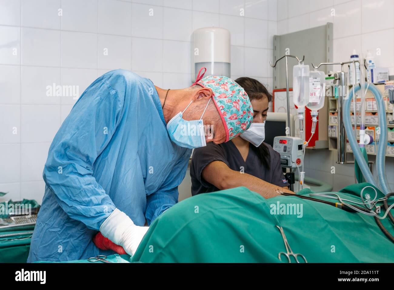 Veterinary surgeon performing a surgical intervention on a dog with his ...