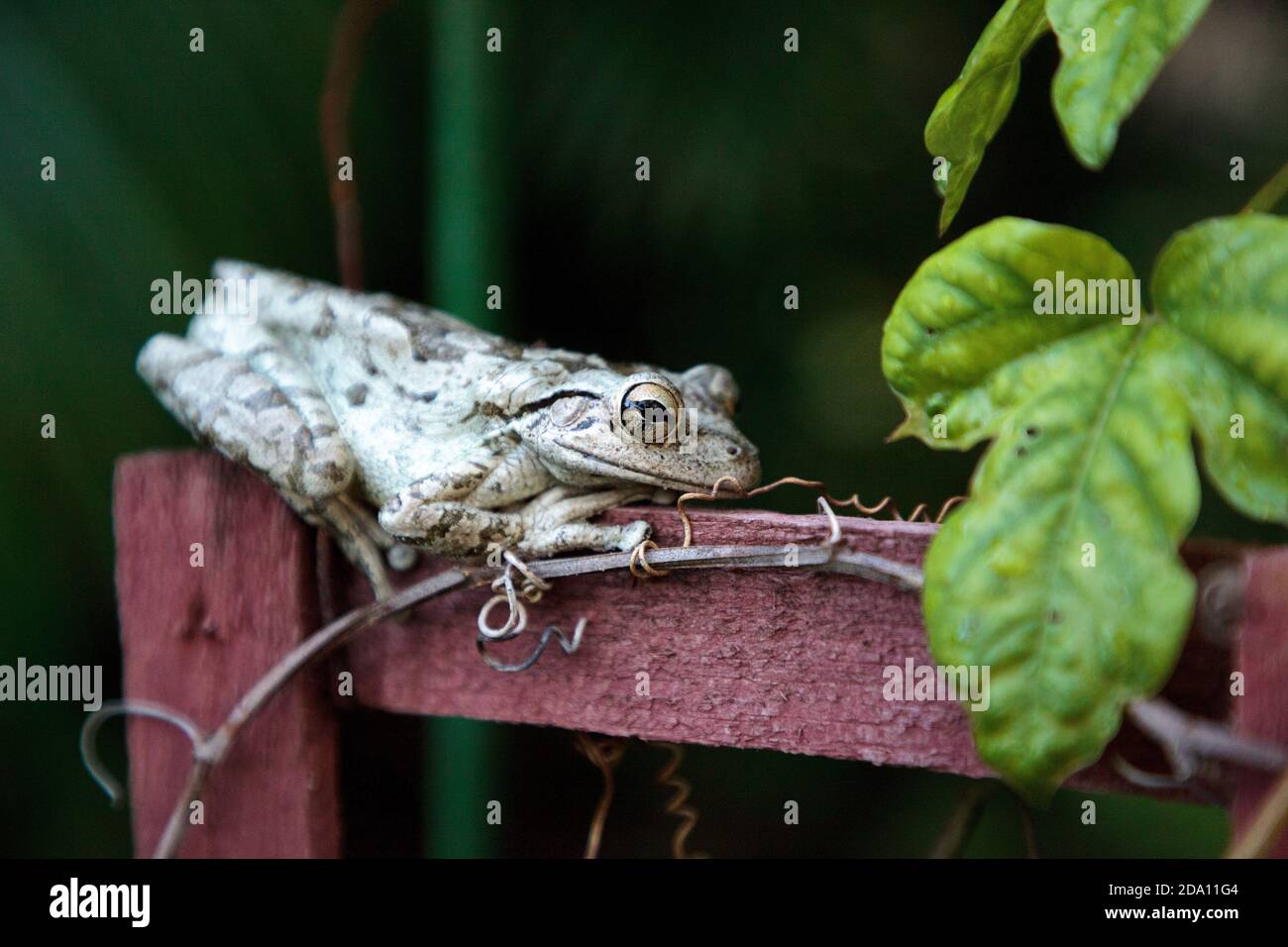 Cuban Tree Frog Osteopilus septentrionalis perches on a vine trellis in ...
