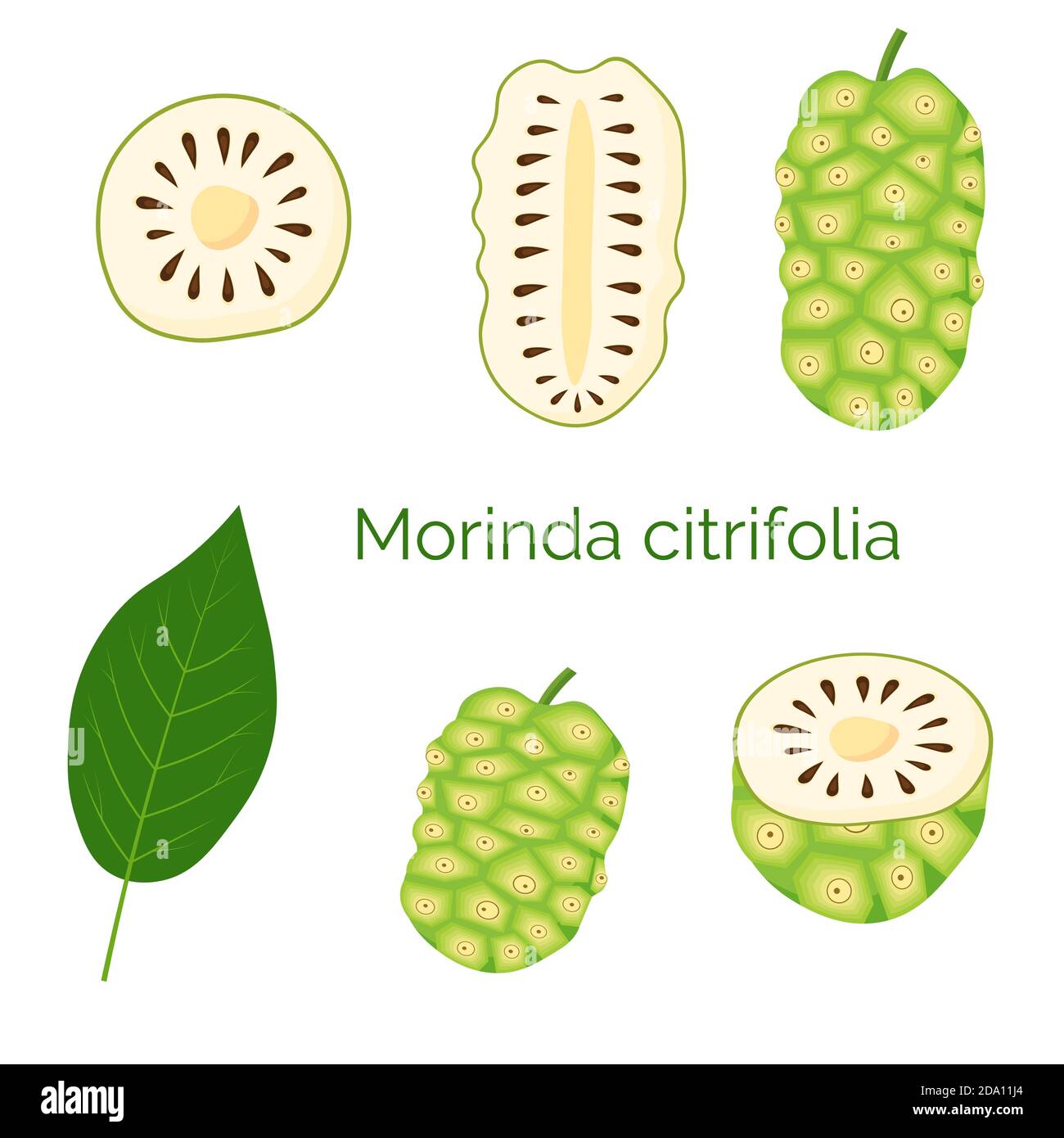 Noni plant Stock Vector Images - Alamy