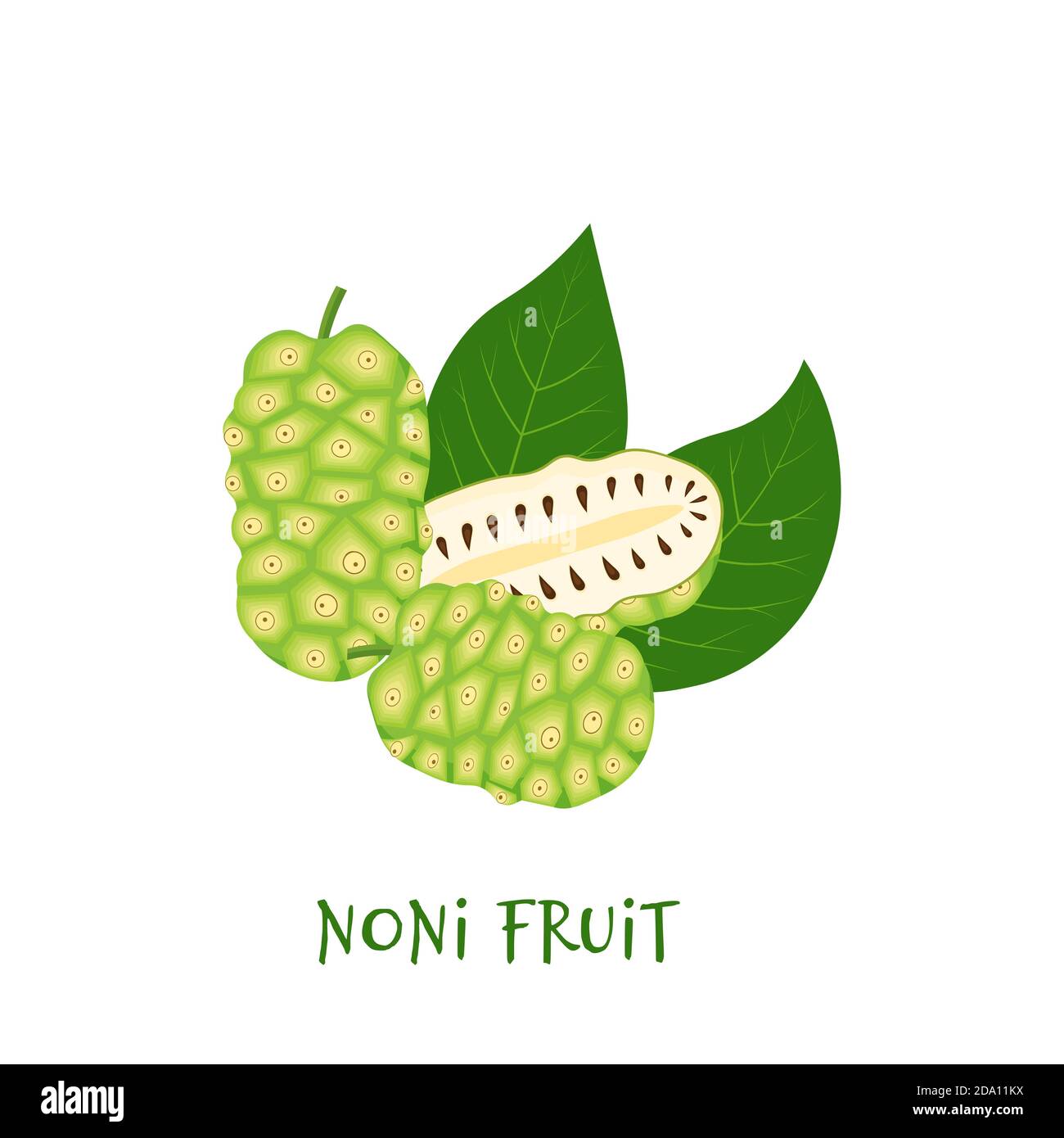 Morinda citrifolia, noni fruit and her leaves, superfood isolated on ...