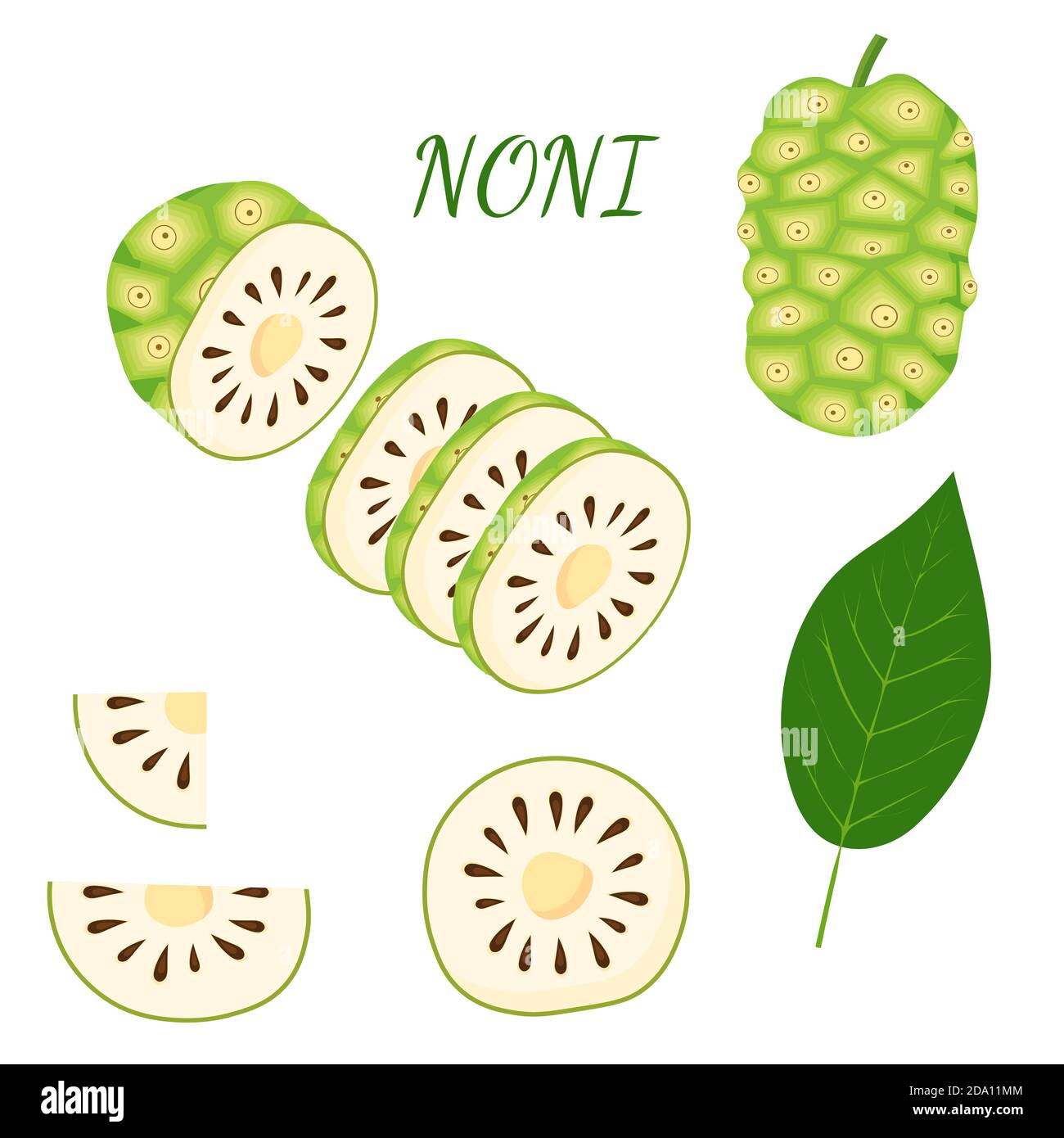 Noni fruit cut Stock Vector Images - Alamy