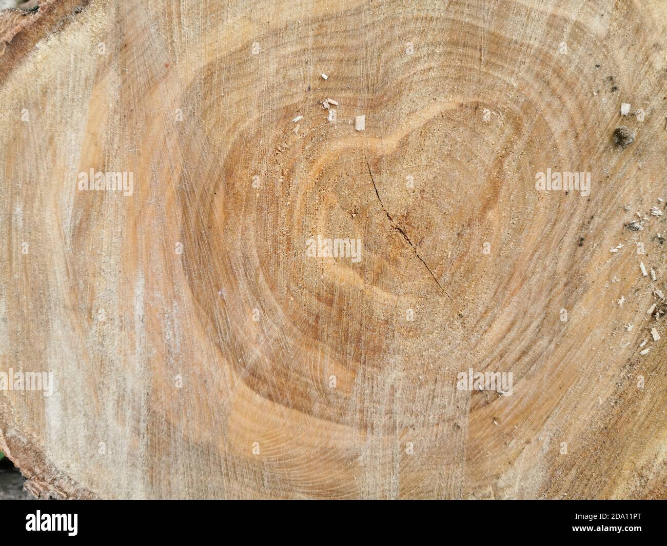 texture of cut spruce wood stump, old tree heart Stock Photo - Alamy