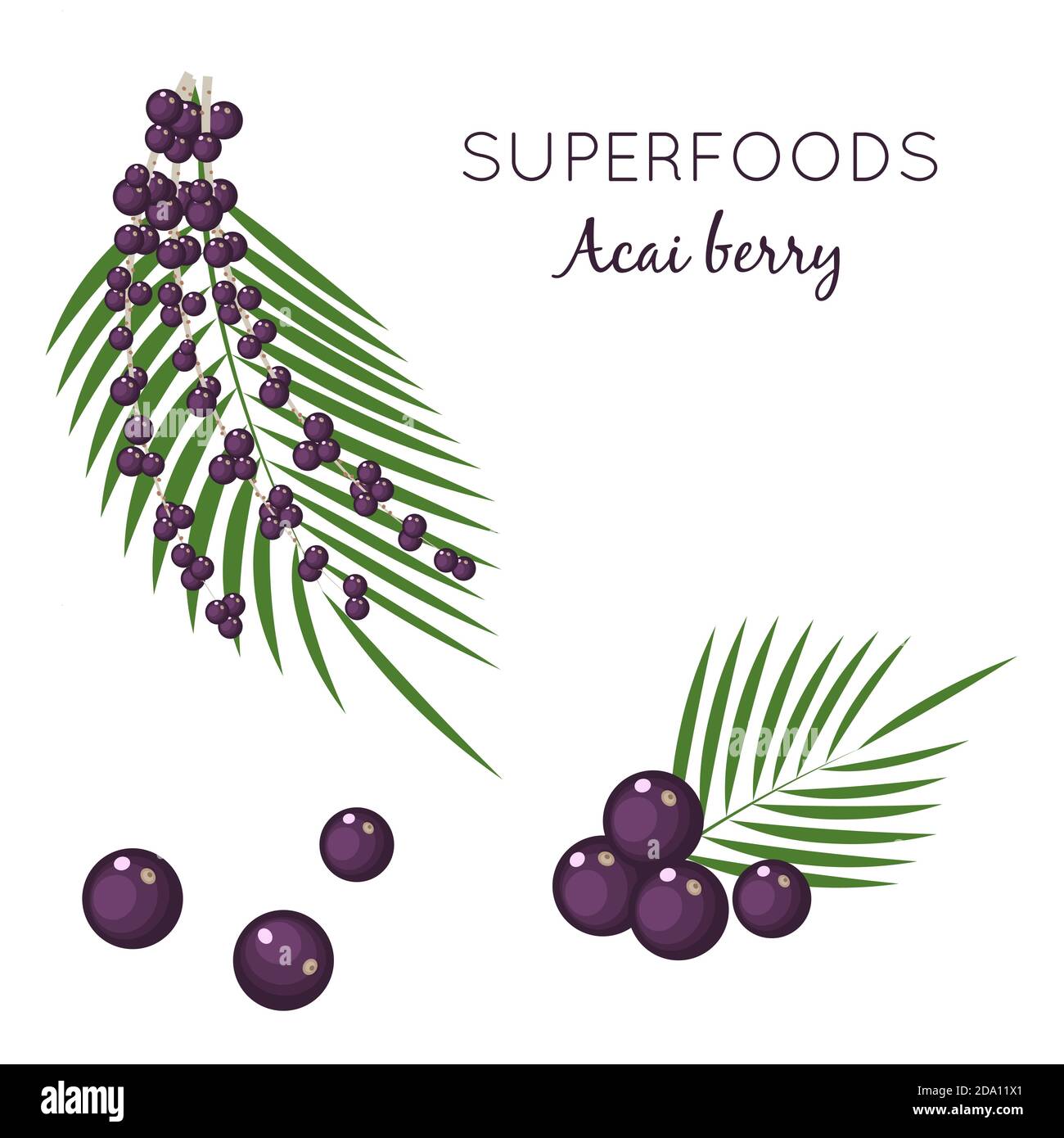 Acai berry fruit drink Stock Vector Images - Alamy