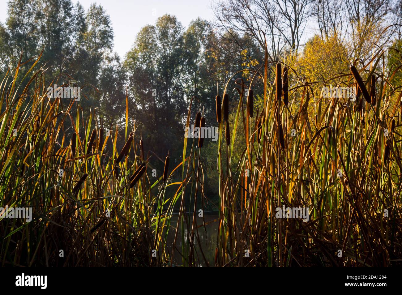 Cattails in the fall hi-res stock photography and images - Alamy