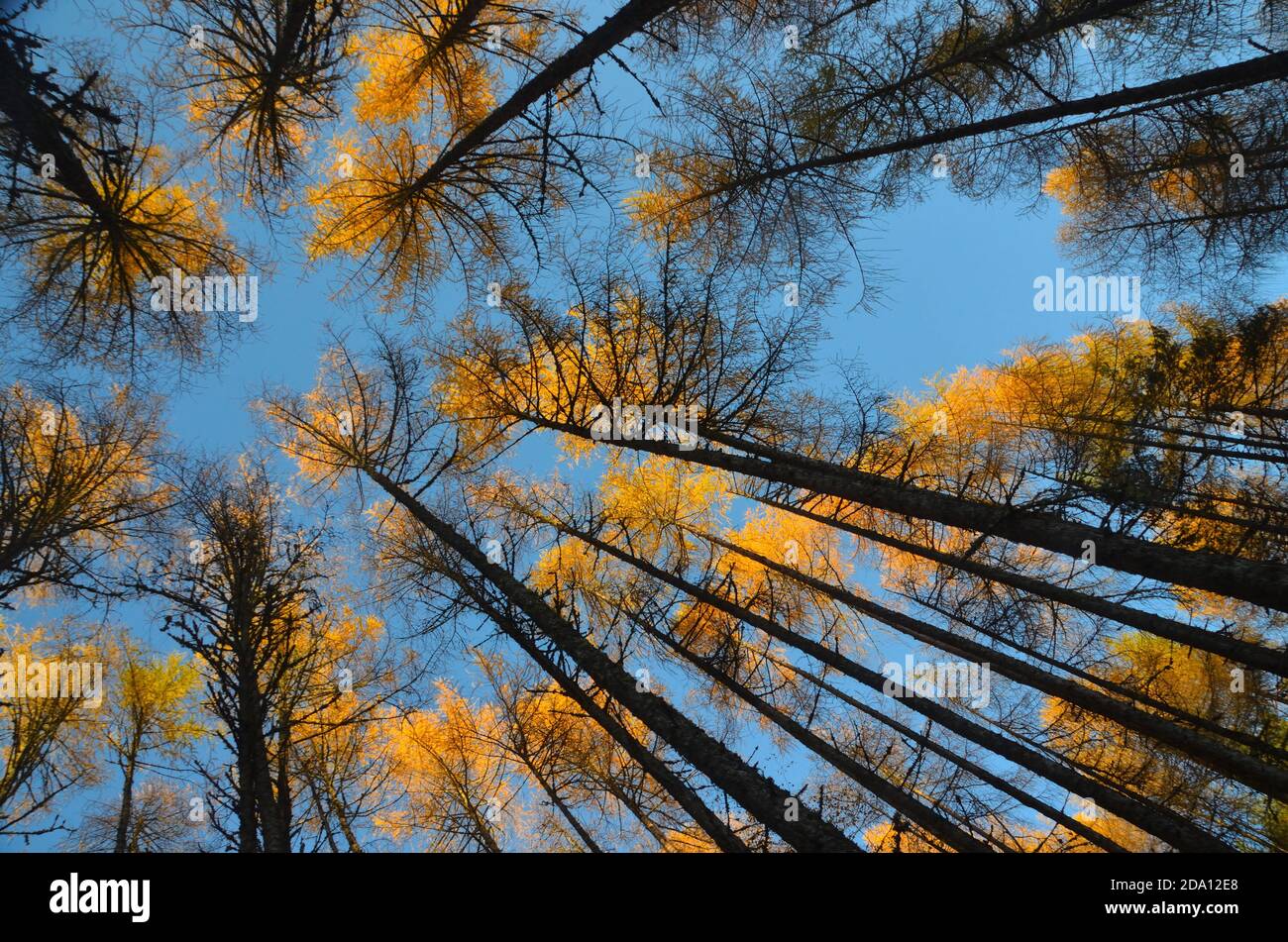 Tall tree in forest looking up hi-res stock photography and images - Alamy