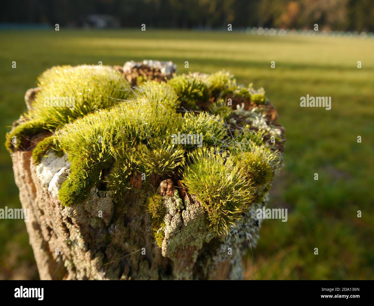 Mossy overgrown wooden pole Stock Photo - Alamy