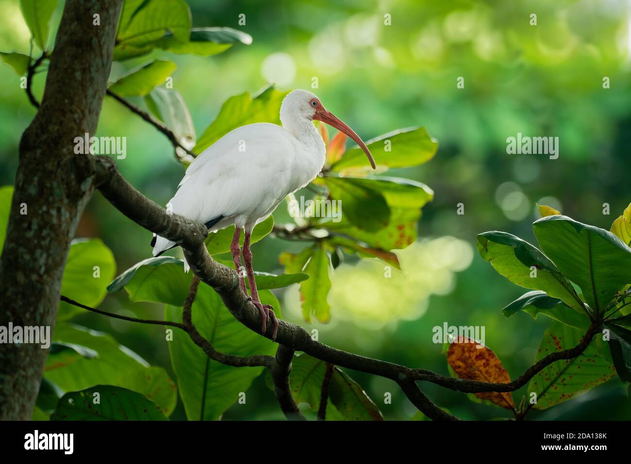 American white ibis - Eudocimus albus white bird with red beak and legs ...