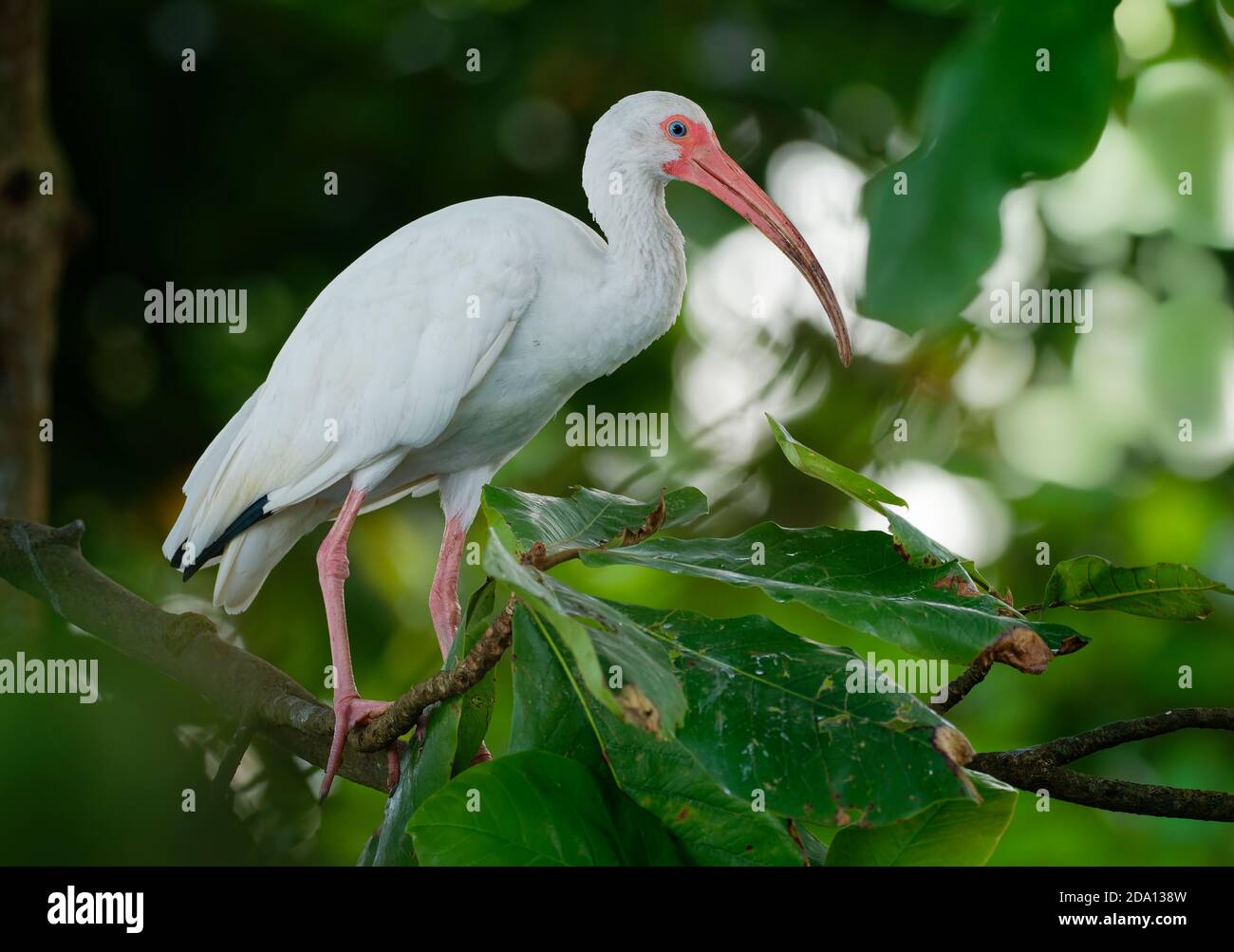 American white ibis - Eudocimus albus white bird with red beak and legs ...