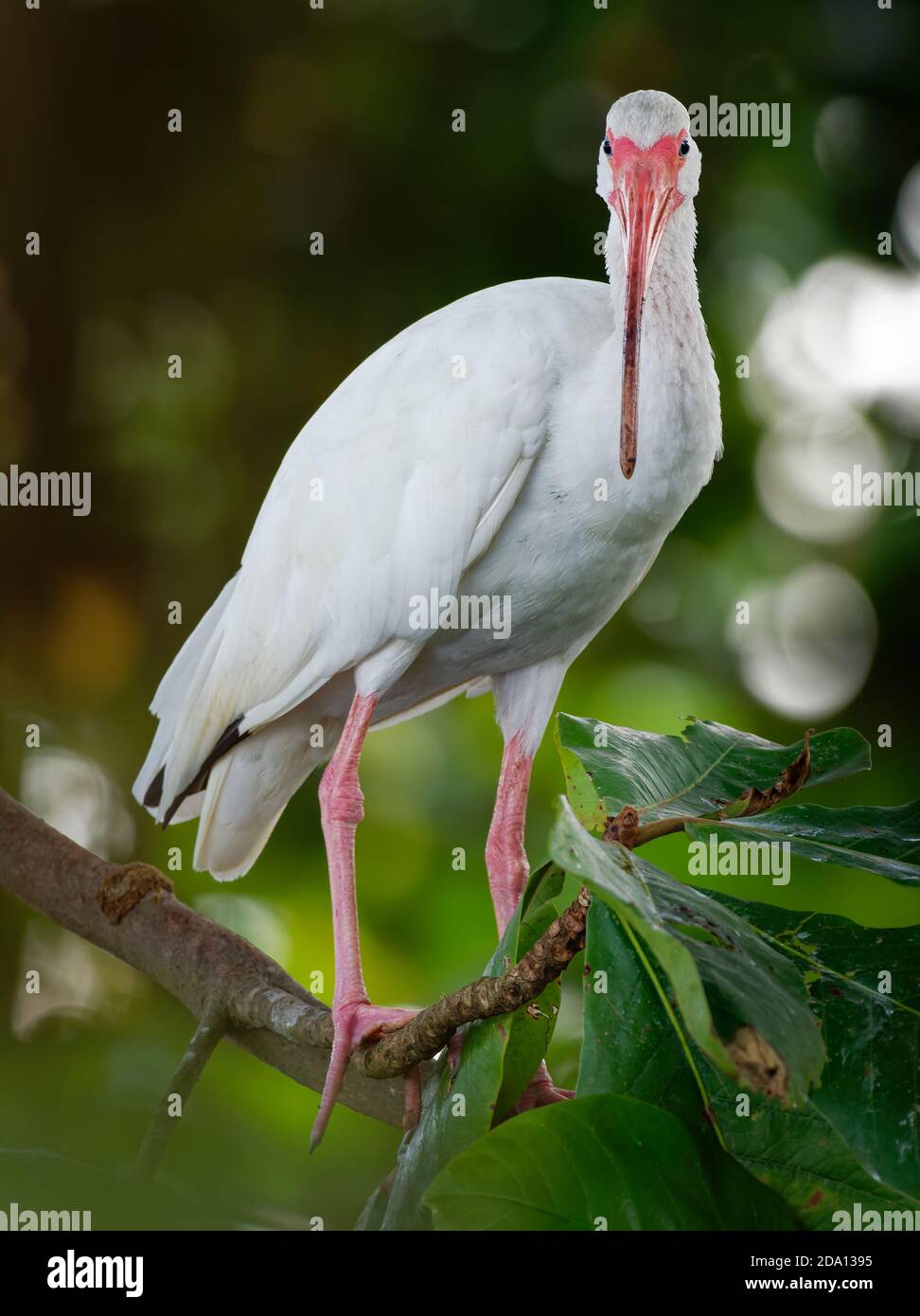American white ibis - Eudocimus albus white bird with red beak and legs ...