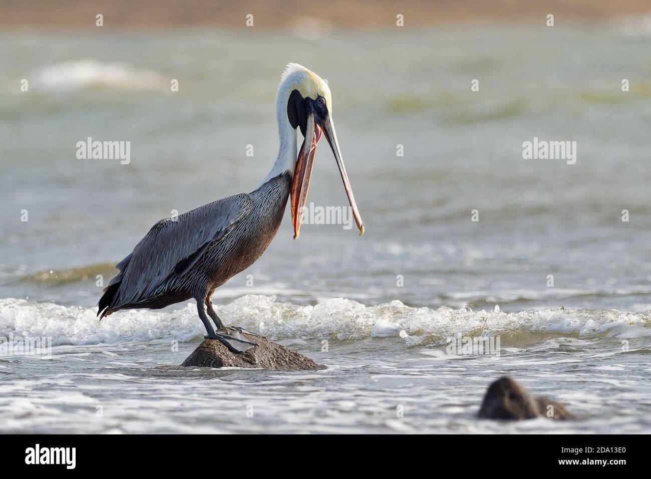 Brown pelican - Pelecanus occidentalis big bird of the pelican family ...