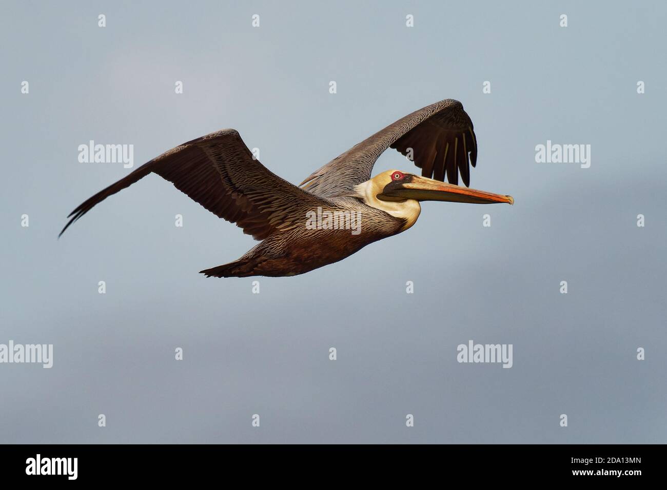 Pelican family hi-res stock photography and images - Alamy