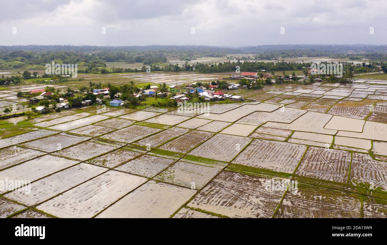 Philippine rice field hi-res stock photography and images - Alamy