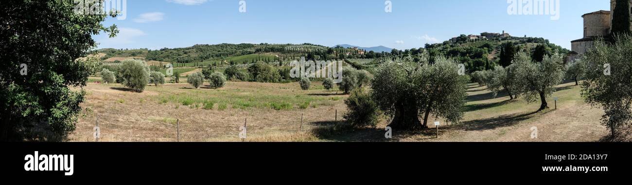 Rural landscape in Tuscany in Italy with olive trees and dry grass ...