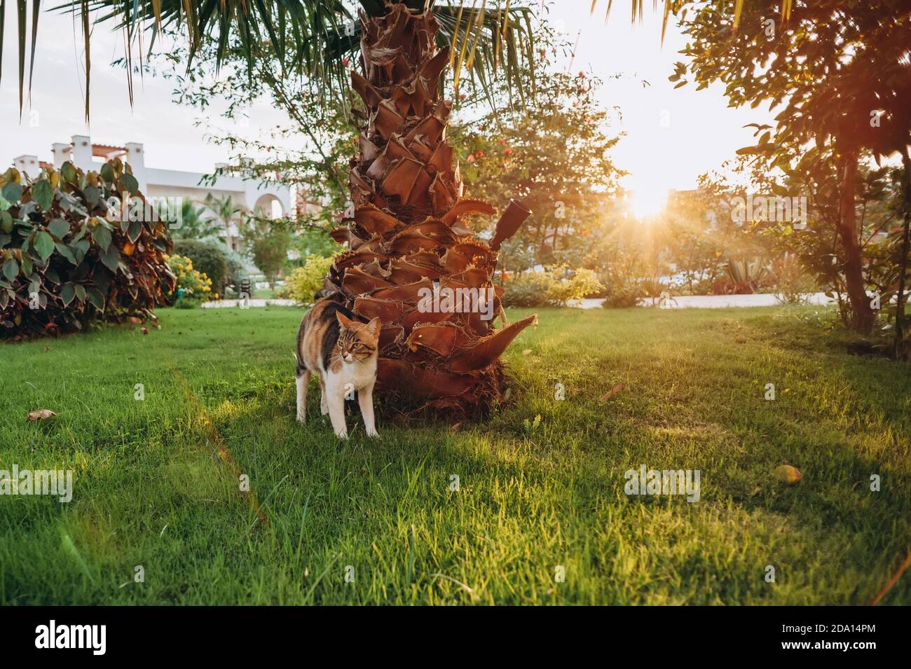 Cat under branches hi-res stock photography and images - Alamy