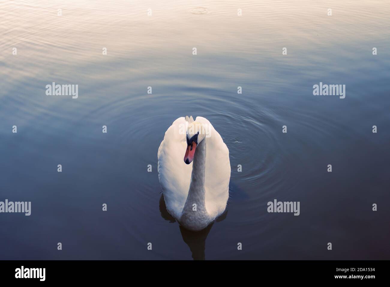 Swan on lake copy hi-res stock photography and images - Alamy