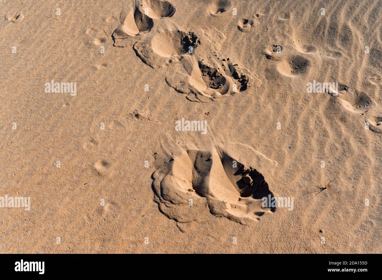 Close up of moose footprints in the sand Stock Photo - Alamy