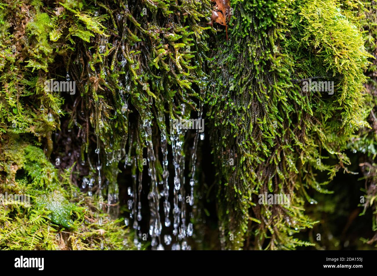 Close up water flow through the leaves of moss Stock Photo - Alamy