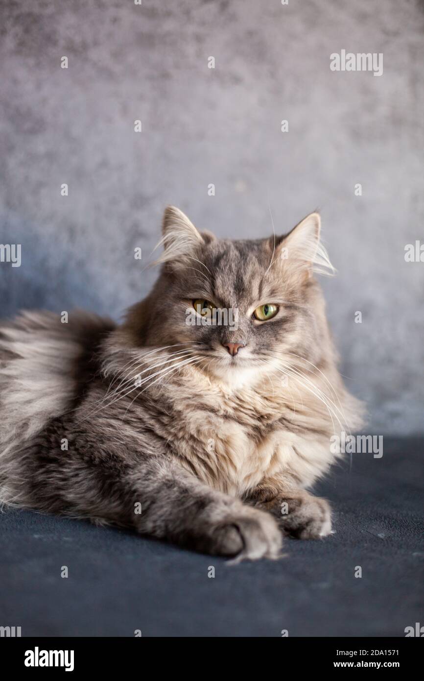 Woolly cat hi-res stock photography and images - Alamy