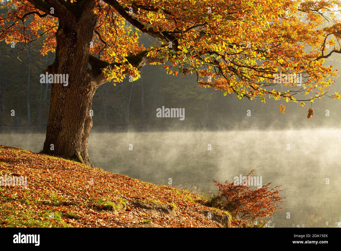 Sunrise with tree and sunrays hi-res stock photography and images - Alamy