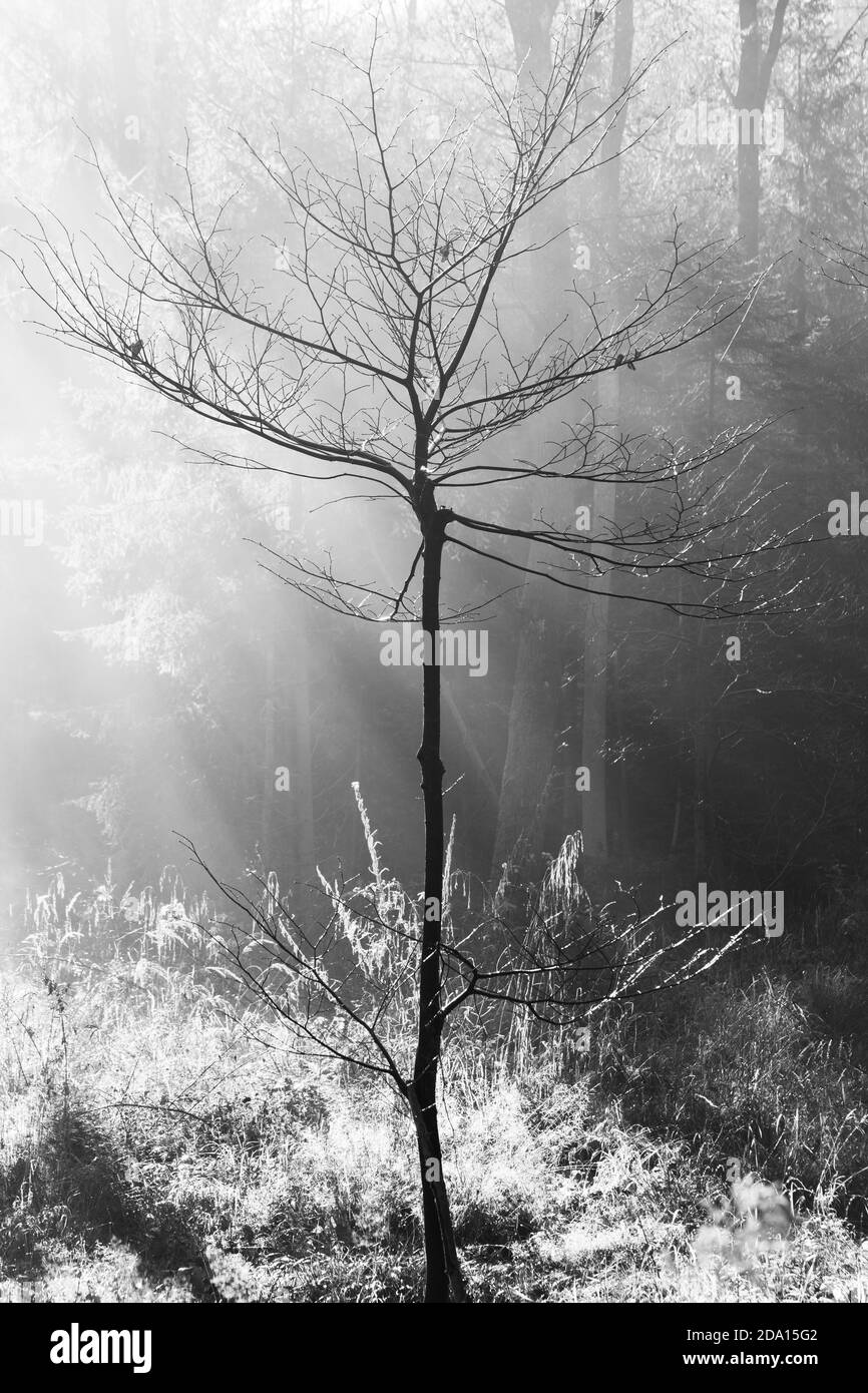 Spotted mist hi-res stock photography and images - Alamy