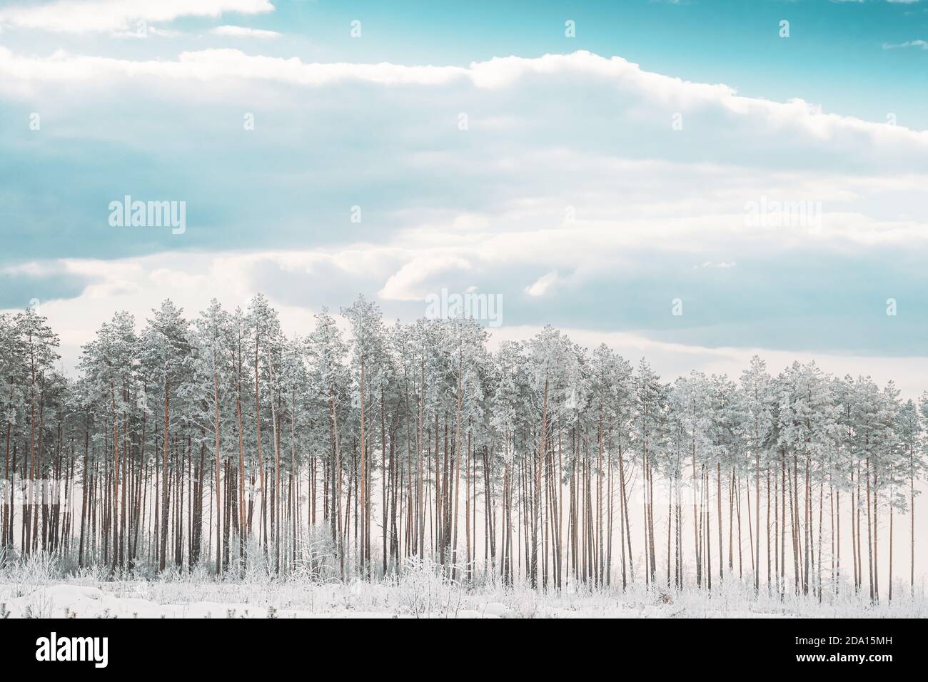 Snow Covered Pine Forest. Frosted Trees Frozen Trunks Woods In Winter ...