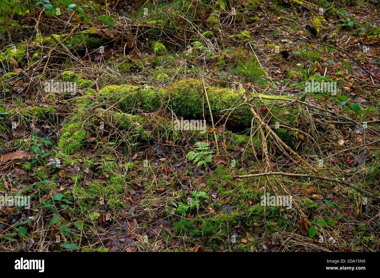 Tangled branches, brambles and two dead tree trunks in Blacka ...