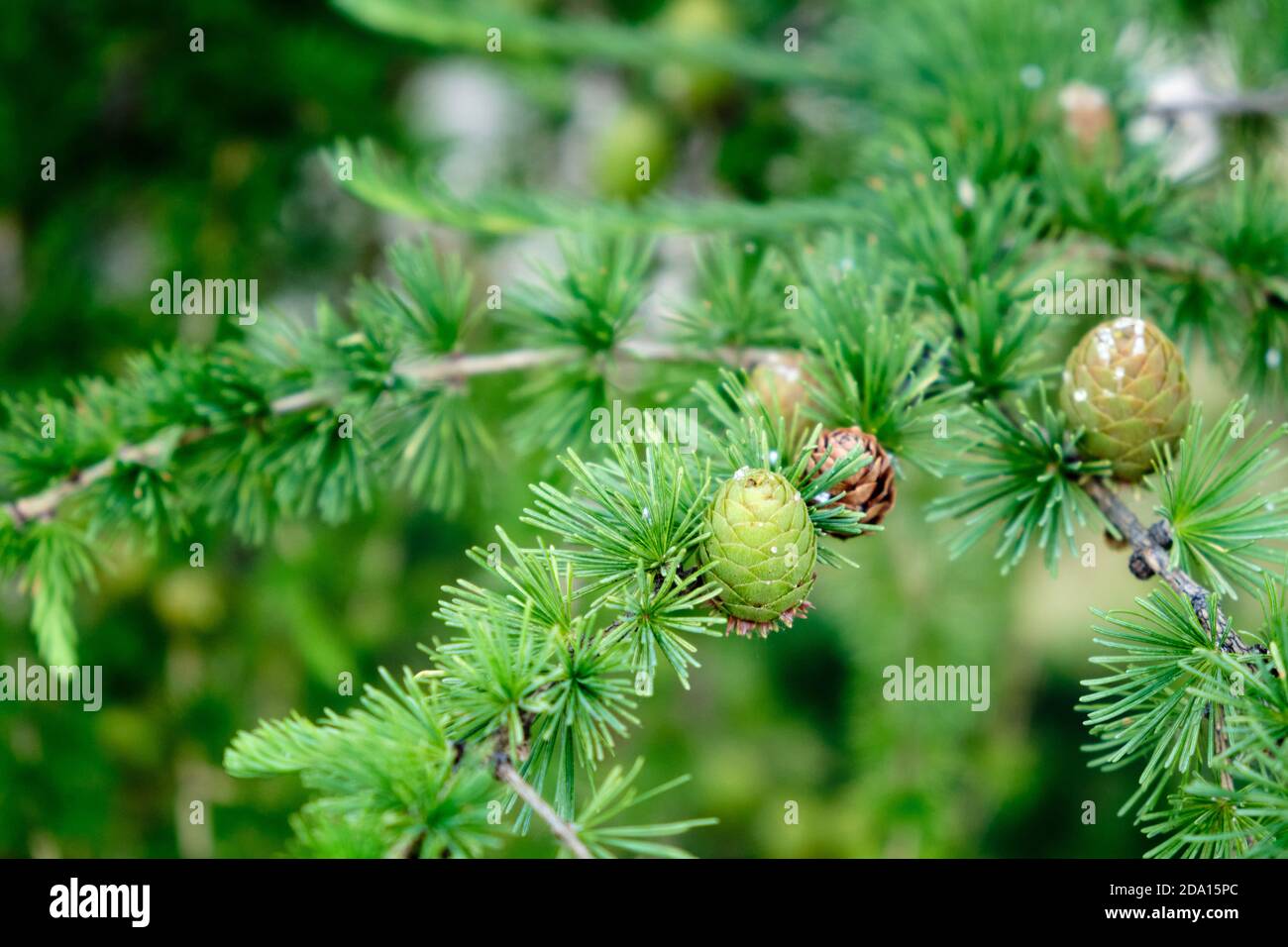 Small fresh green cones on the fir tree Stock Photo - Alamy