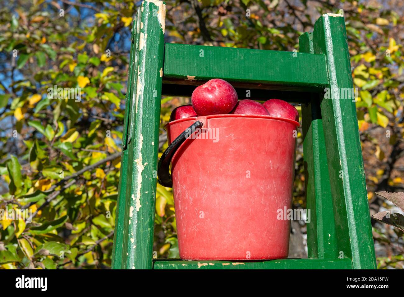 Step Ladder Picking Fruit High Resolution Stock Photography and Images ...