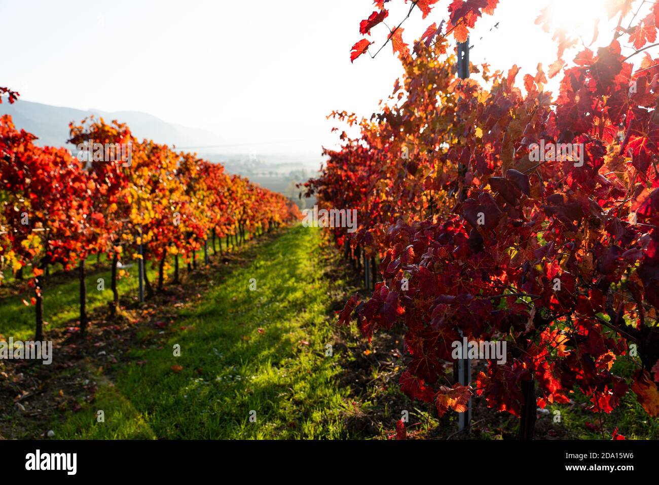 Vineyard in autumn, Italy. Rows with red leaves in the light at sunrise ...