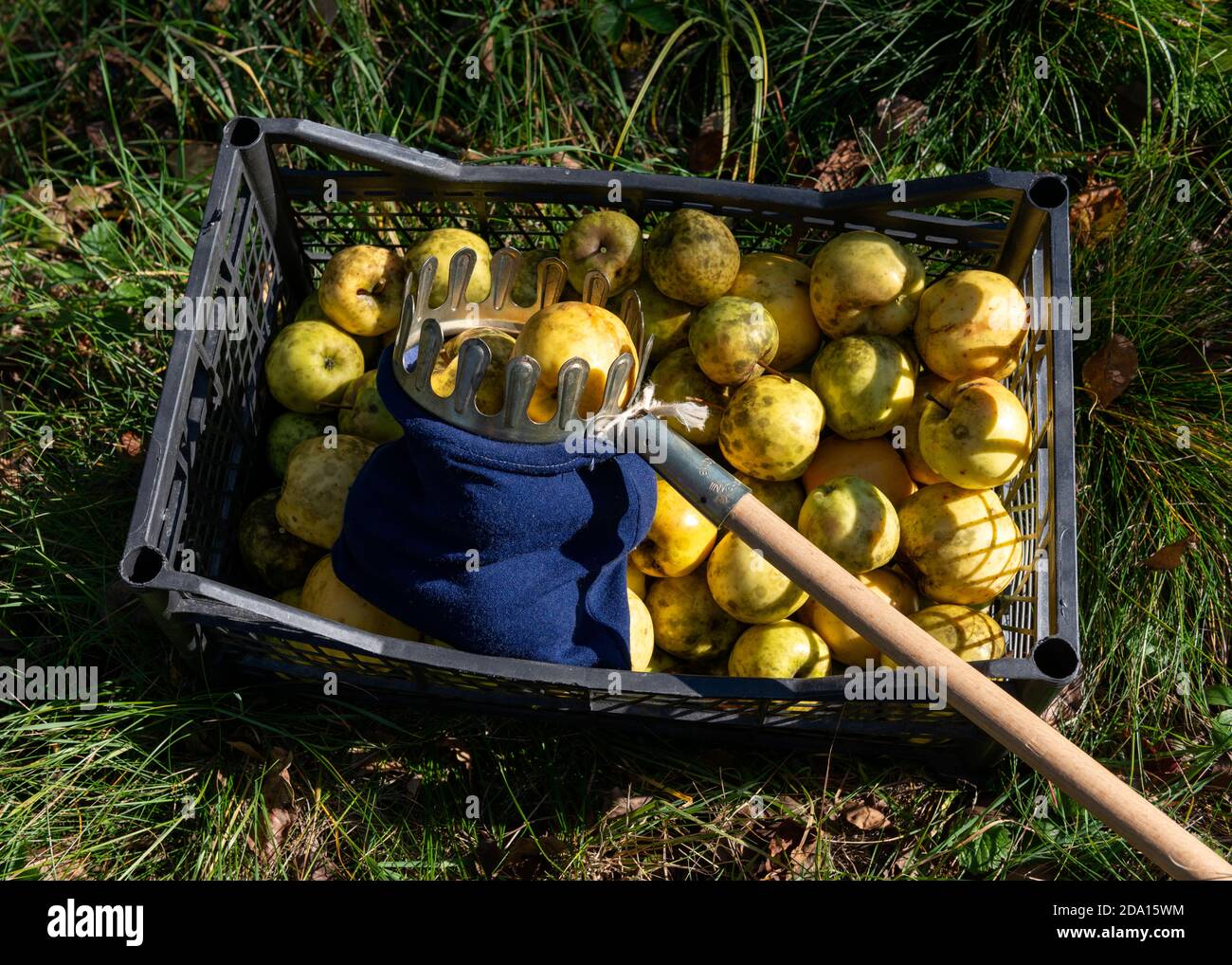 Old fashioned fruit picker device for hand picking fruits and plastic ...