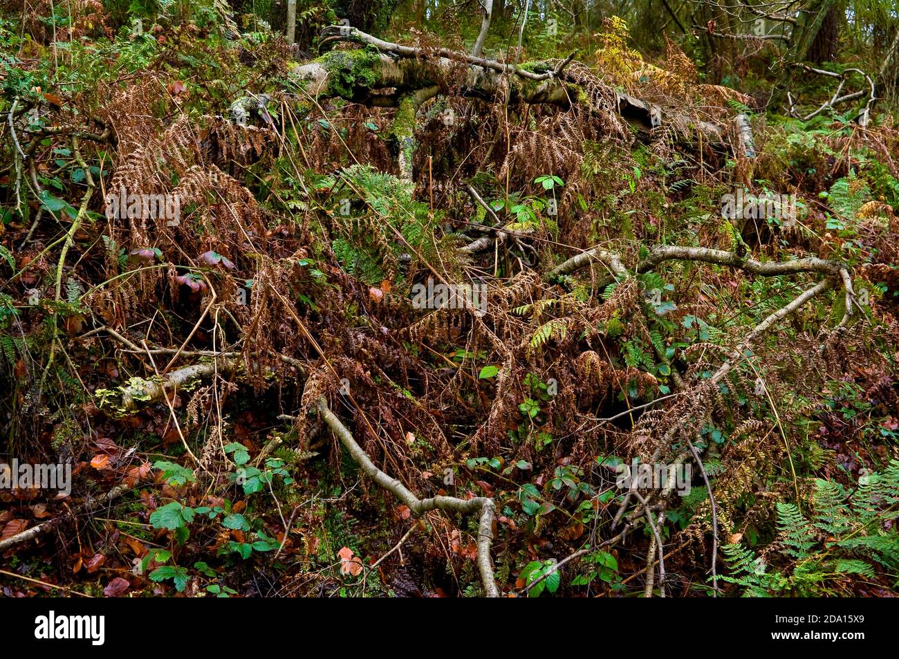 Tangled branches, brambles and dense undergrowth in Blacka Plantation ...