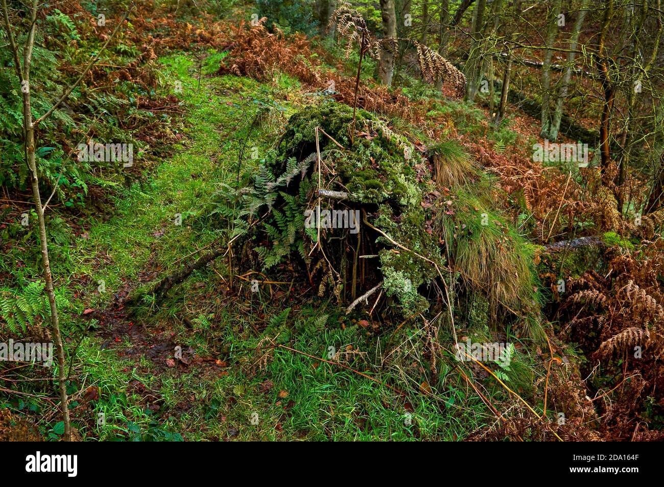Brambles forest hi-res stock photography and images - Alamy