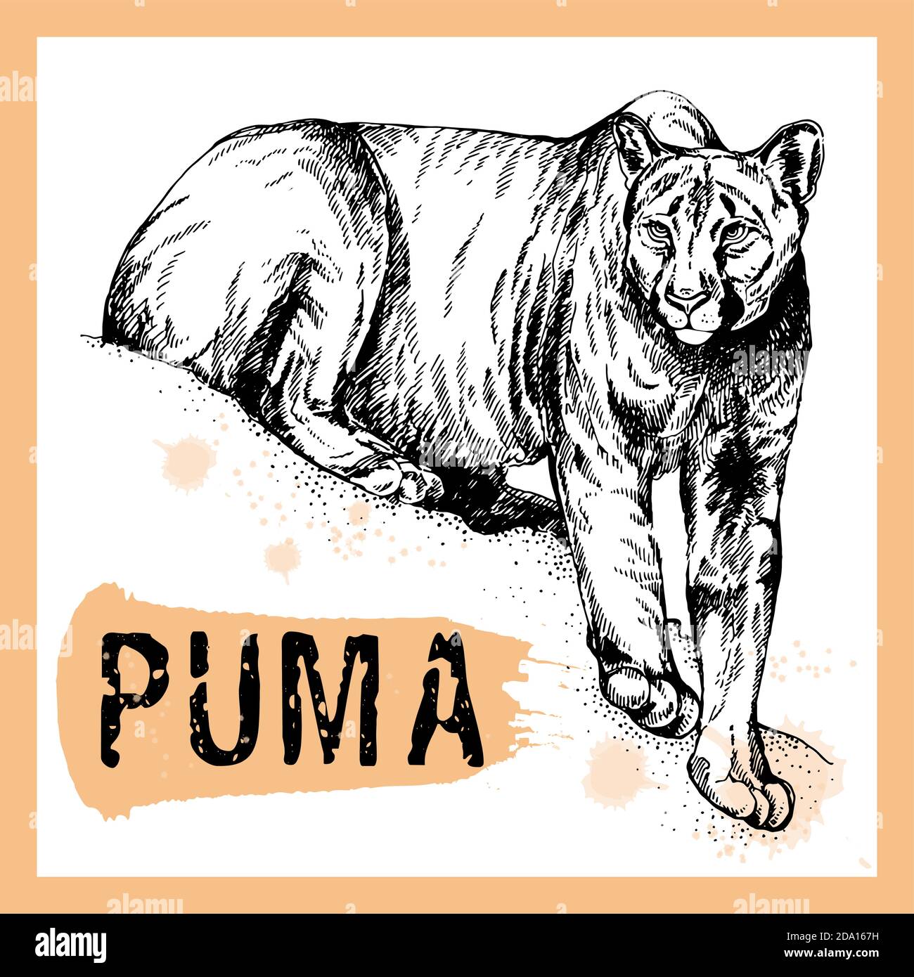 Hand drawn sketch style puma isolated on white background. Vector ...