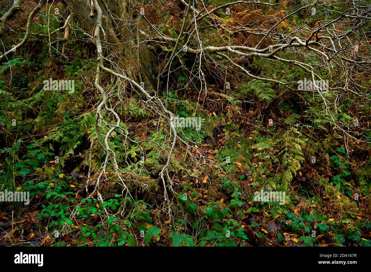Tangled branches, brambles and dense undergrowth in Blacka Plantation ...